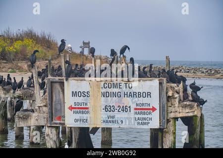 Il Monterey Bay Canyon è un parco giochi per creature oceaniche ...