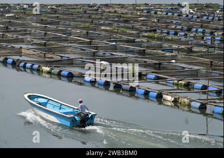 GHANA, Asutsuare, fiume volta, allevamento ittico Tilapia della società ...