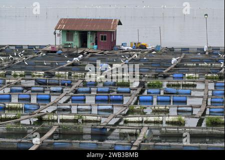 GHANA, Asutsuare, fiume volta, allevamento ittico Tilapia della società ...