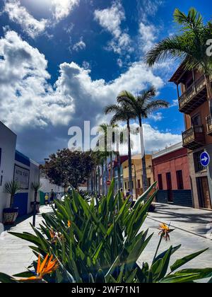 Spanien Kanarische Insel,Teneriffa, Impressionen einer Insel, Urlaub ...