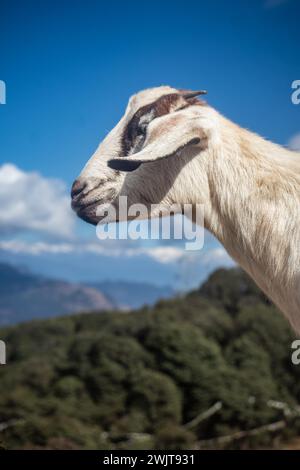 Close up di capra selvatica, al risveglio all'aperto su un percorso di ...