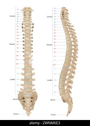 Colonna vertebrale: Cervicale, toracica e lombare, sacrale e coccica ...