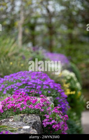 Piante orribili di colore viola e rosa fiorite di aubretia che crescono ...