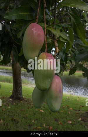 pianta dell'albero di mango che cresce da un seme o da una piantina ...