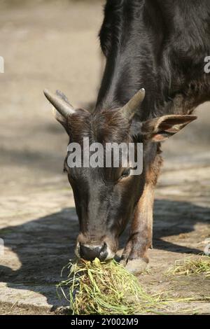 Brahman o Brahma zebù ( Bos primigenius indicus ) nel sud della Namibia ...