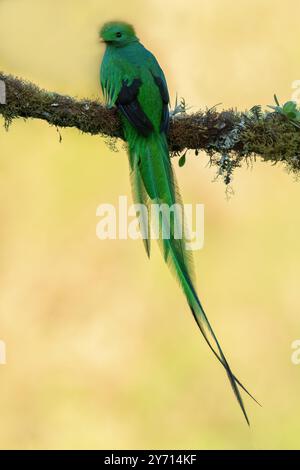 quetzal (Pharomachrus mocinno), uccello nazionale del Guatemala ...