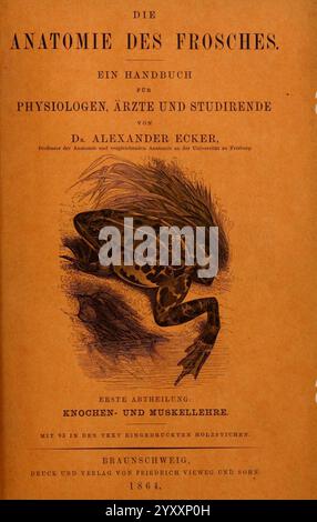 . Die anatomie des Frosches : ein Handbuch,. Felsenbein. 29 Fig. 13. 2 ...