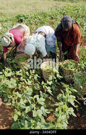 Cyamopsis tetragonoloba Linn Taub Cyamopsis psoralioides Fabaceae nome ...