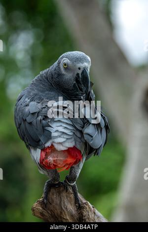 Il pappagallo grigio (Psittacus erithacus), noto anche come pappagallo ...