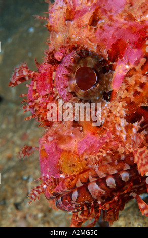 Ritratto dei grandi pesci rocca, (Scorpaena scrofa), roccia del Vervece ...