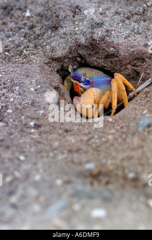 Grande granchio terrestre Cardisoma guanhumi classe crostacei granchi ...
