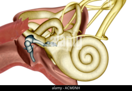 Anatomia di un orecchio umano, labirinto membranoso Foto stock - Alamy