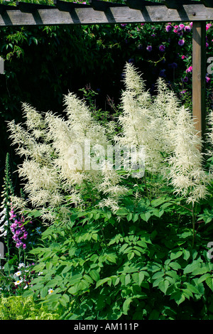 Di capra, barba Wald-Geissbart, Wald-Geißbart, Waldgeissbart ...