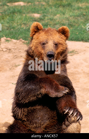 Kodiak Bear aka Alaskan Orso grizzly e Alaska l'orso bruno (Ursus ...
