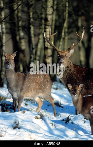 Dybowski Sika (Cervus nippon dybowskii, Cervus nippon hortulorum), due ...