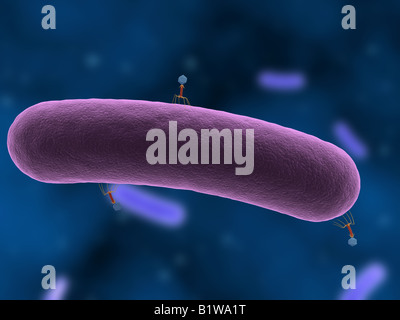 Il batteriofago che attacca i batteri Foto stock - Alamy