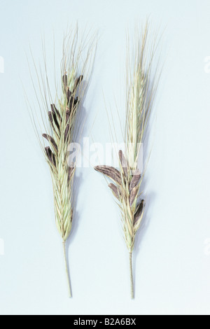 La segala cornuta, spronato Segale (Purpurea di Claviceps). La segala ...