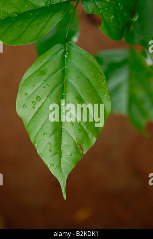 Indian Faggio, Honge Tree, Pongam Tree, Panigrahi (Pongamia pinnata ...