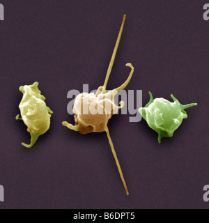 Piastrine attivate. Color scanning electron microfotografia (SEM) di ...