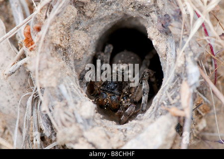Südrussische Tarantel (Lycosa singoriensis Foto stock - Alamy