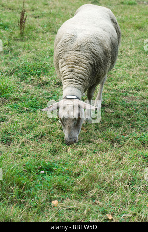 Pecore al pascolo nei pascoli in corrispondenza della testa di ...
