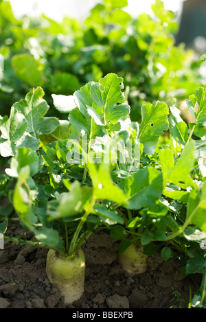 Pastinache che crescono in un orto a Issaquah, Washington, USA. Un ...