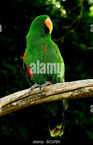 Il pappagallo Eclectus è un pappagallo nativa per le Isole Salomone ...