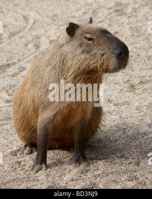 Capybara (in latino: Hydrochoerus hydrochaeris) è un roditore gigante ...