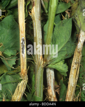 Sclerotinia stelo rot (Sclerotinia sclerotiorum) infezione sulla ...