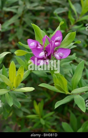 Polygala myrtifolia - Mirto-leaf Milkwort (pisello dolce arbusto) è un ...