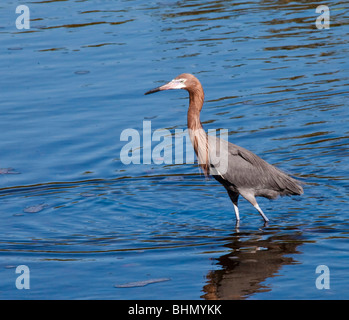 Garzetta rossastra Florida Foto stock - Alamy