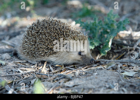 Unione riccio (Erinaceus europaeus) bionda fase colorato animale ...