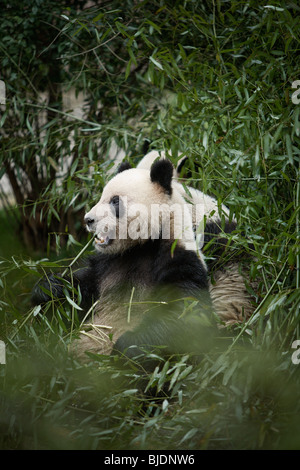 Cina: Pandas gigante, base di ricerca di allevamento di panda gigante ...