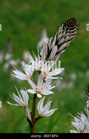 Asphodelus albus, asfodelo Foto stock - Alamy