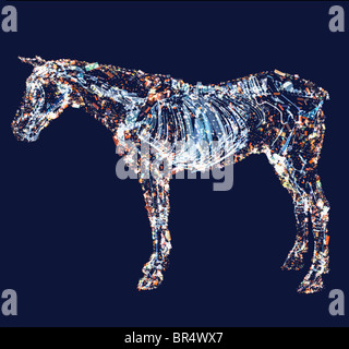 Anatomia del cavallo - muscoli Foto stock - Alamy