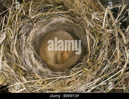 Ghiro ghiro mouse topi roditori roditore mammifero animale Mammiferi ...