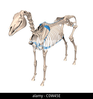 Cavallo anatomia dello scheletro del corpo trasparente Foto stock - Alamy