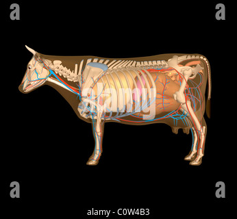 Anatomia della mucca circulary apparato respiratorio Foto stock - Alamy