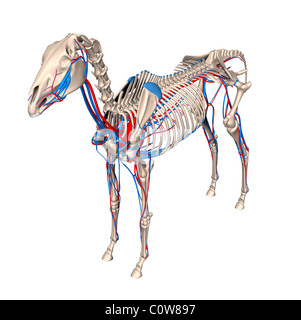 Cavallo anatomia circolazione cardiaca Foto stock - Alamy