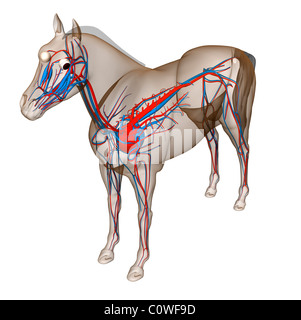 Cavallo anatomia circolazione cardiaca Foto stock - Alamy