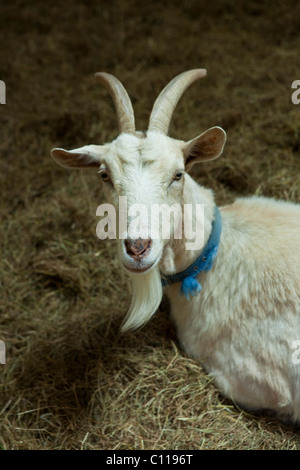 Capra con barba Foto stock - Alamy