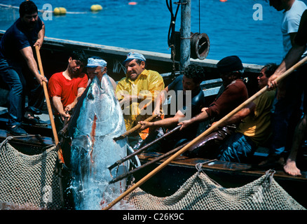 La mattanza dei pescatori gigante di atterraggio Bluefun tonno ...