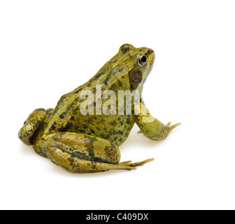 Rana che salta Foto stock - Alamy