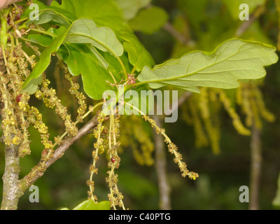 Botti di Rovere, Rovere (Quercus petraea), ramoscello con foglie e ...