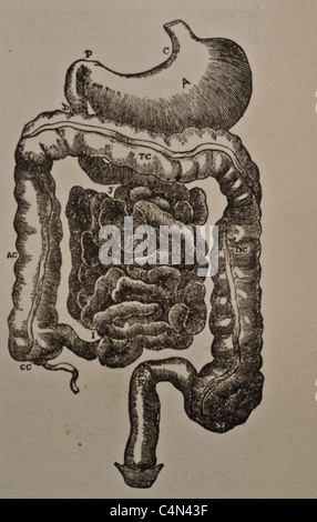 Antica Illustrazione medica di viscere umane, gli organi interni e la ...