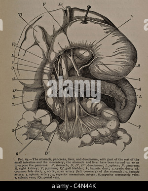 Antica Illustrazione medica di viscere umane, gli organi interni e la ...