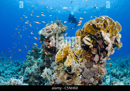 Ricca barriera corallina, stretto di Tiran, Mar Rosso, Sinai, Egitto ...