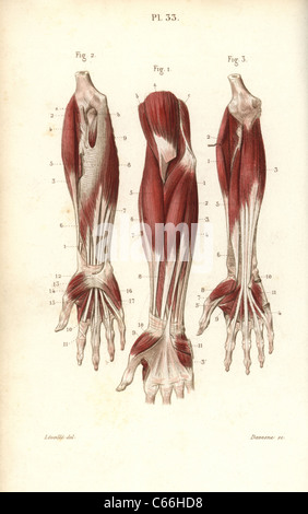 Muscoli dell'avambraccio e polso. Acciaio Handcolored incisione di ...