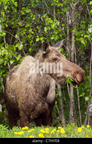 Alaska alci (Alces alces gigas) mucca, erbivoro più grande del Nord ...
