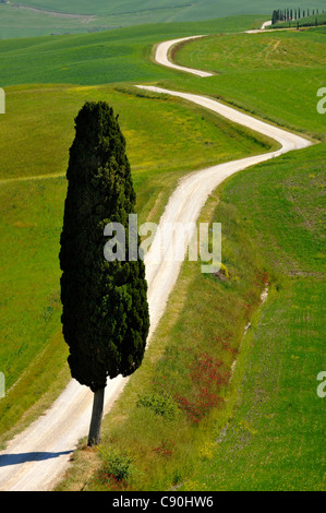 Un paesaggio collinare con strada di campagna e cipressi, Italia ...